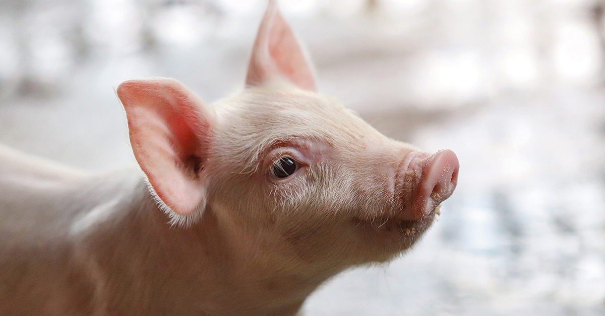 Purina ® - Línea Cerdos